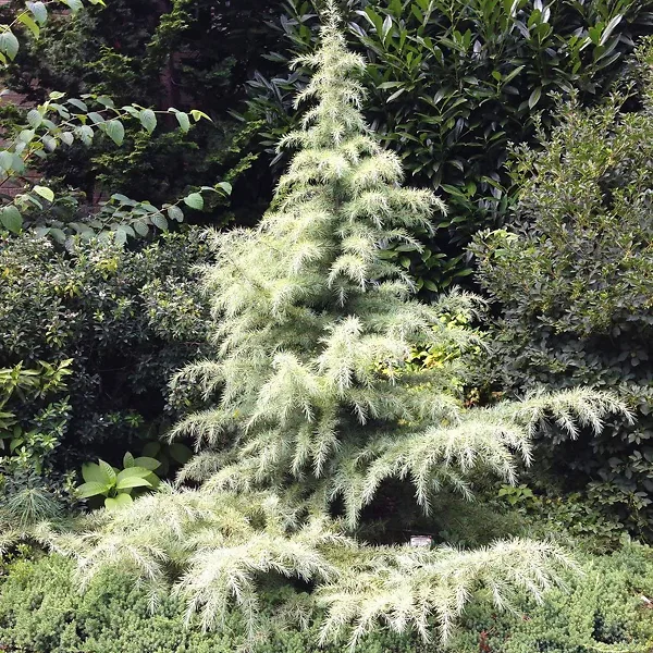 Snow Sprite Deodar Cedar For Sale Online | The Tree Center