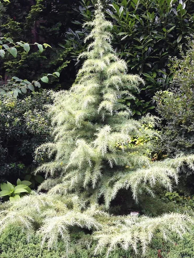Cedar Trees For Sale Online | The Tree Center