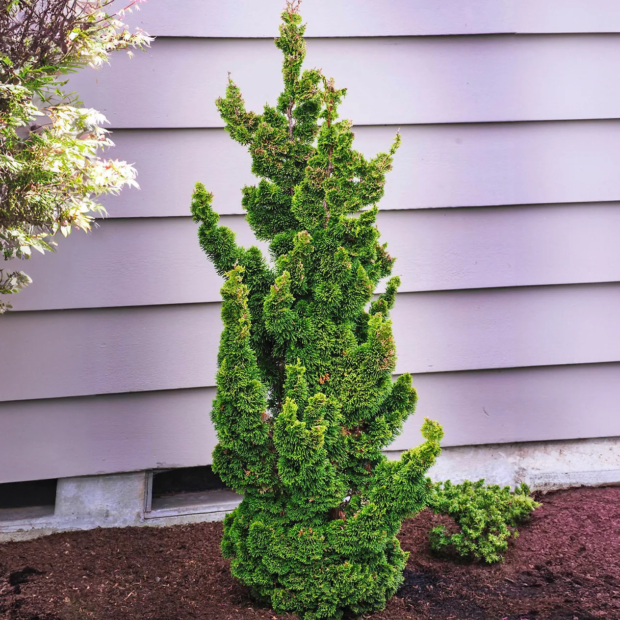Spiralis Hinoki Cypress For Sale | The Tree Center