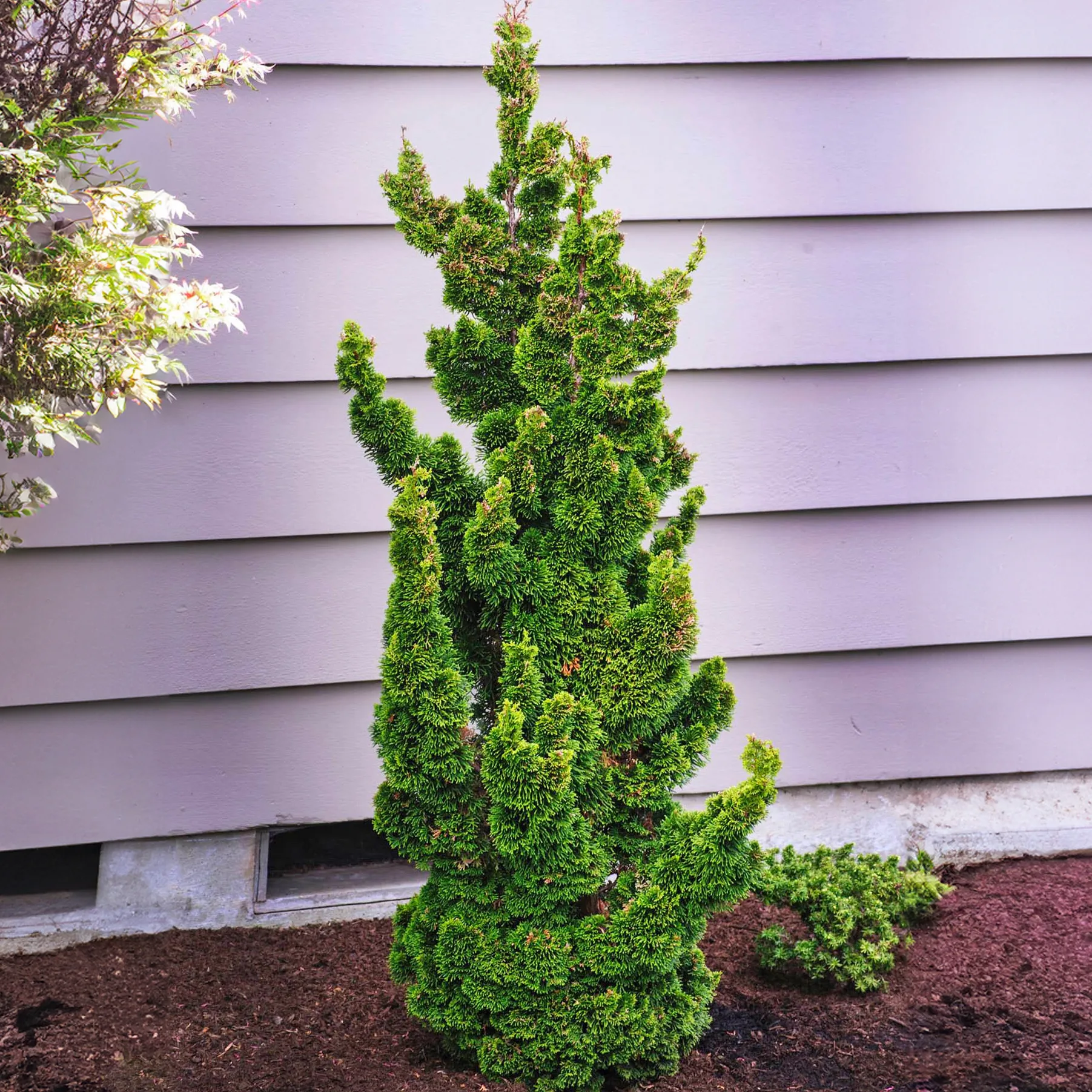 Spiralis Hinoki Cypress For Sale | The Tree Center