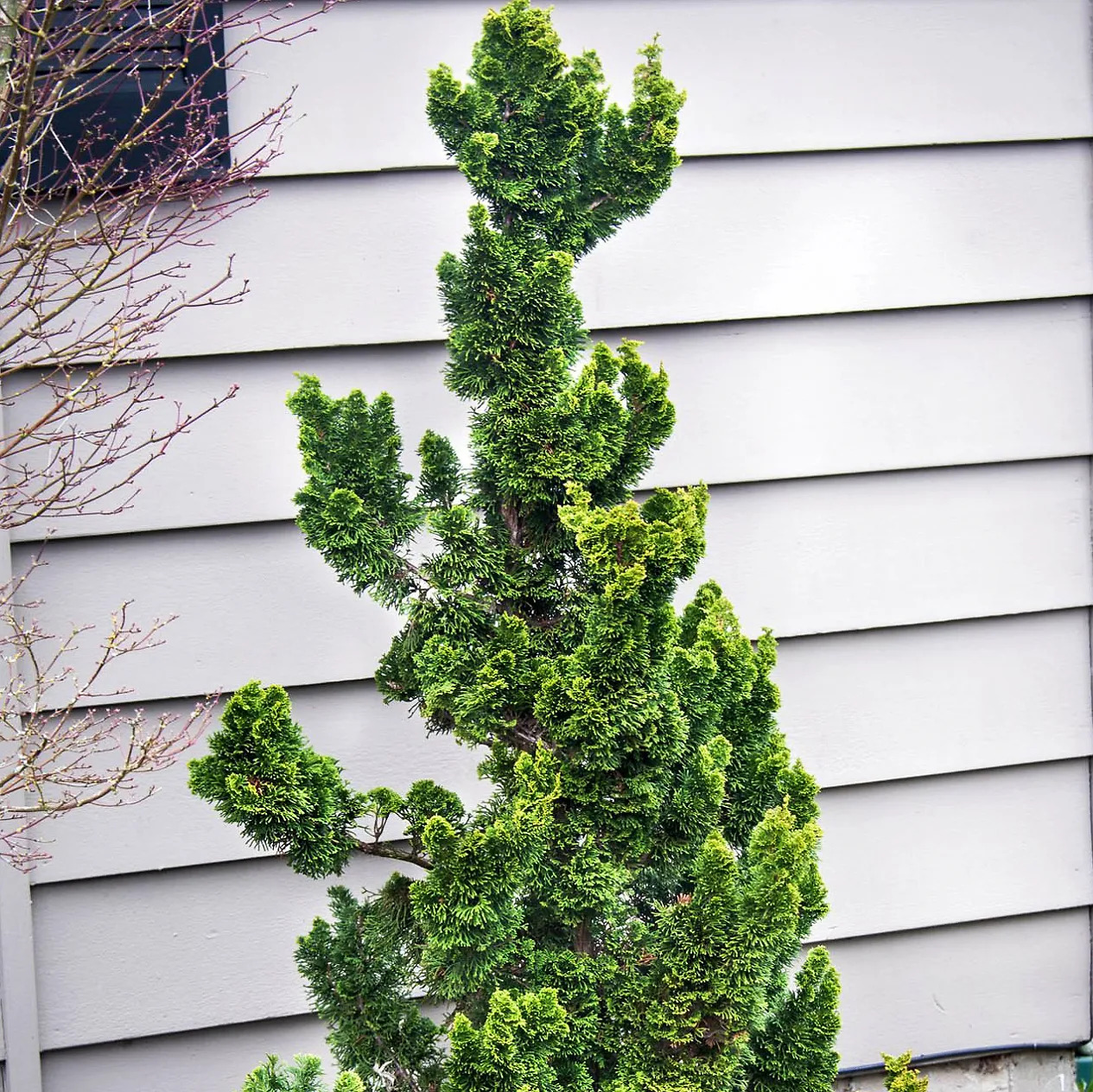 Spiralis Hinoki Cypress For Sale | The Tree Center