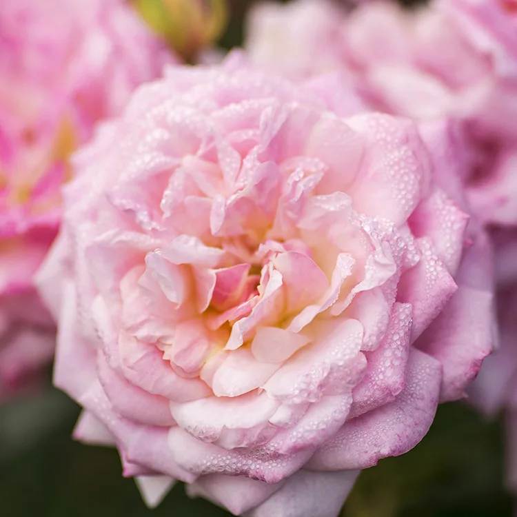 Sweet Drift® Rose - Tree Form For Sale Online | The Tree Center