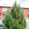 Tannenbaum Mugo Pine For Sale Online | The Tree Center