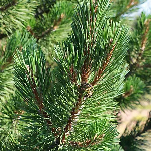 Tannenbaum Mugo Pine For Sale Online | The Tree Center