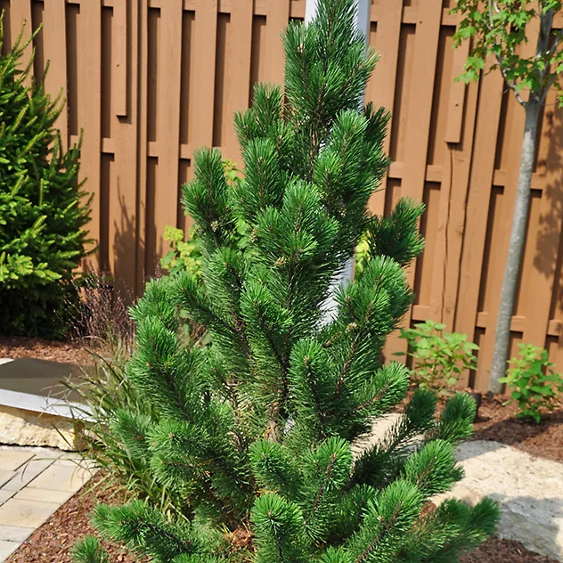 Tannenbaum Mugo Pine For Sale Online | The Tree Center