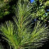 Upright Eastern White Pine For Sale Online | The Tree Center
