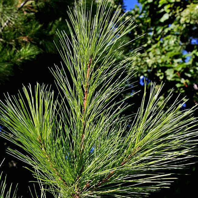 Upright Eastern White Pine For Sale Online | The Tree Center