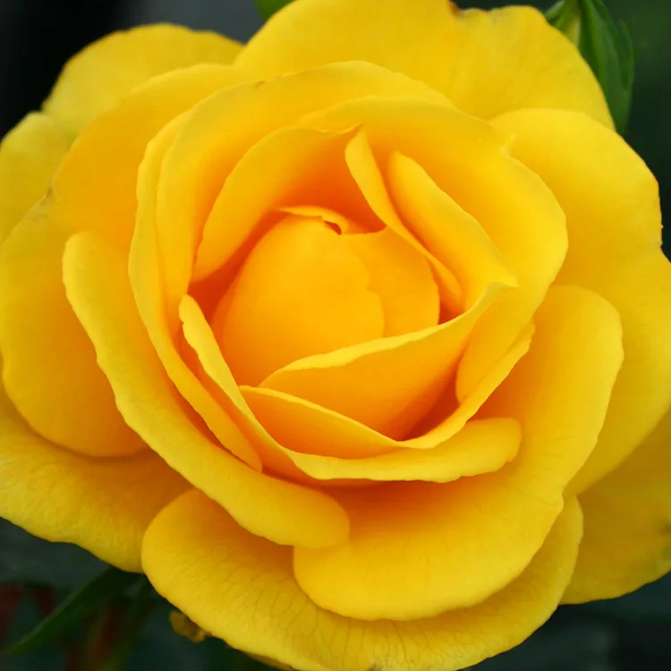 Veranda® Sunbeam™ Rose - Tree Form For Sale Online | The Tree Center