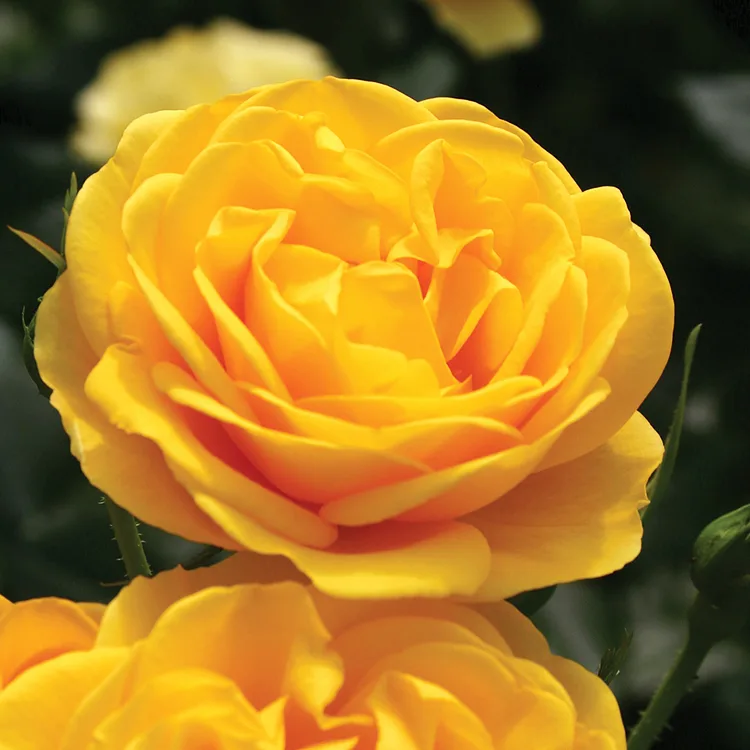 Veranda® Sunbeam™ Rose - Tree Form For Sale Online | The Tree Center