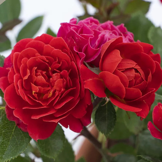 Watermelon Sunblaze® Rose - Tree Form For Sale Online | The Tree Center