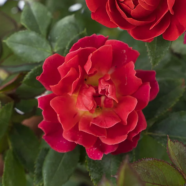 Watermelon Sunblaze® Rose - Tree Form For Sale Online | The Tree Center