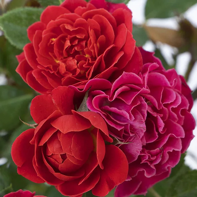 Watermelon Sunblaze® Rose - Tree Form For Sale Online | The Tree Center