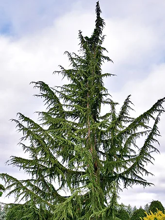 Cedar Trees For Sale Online | The Tree Center