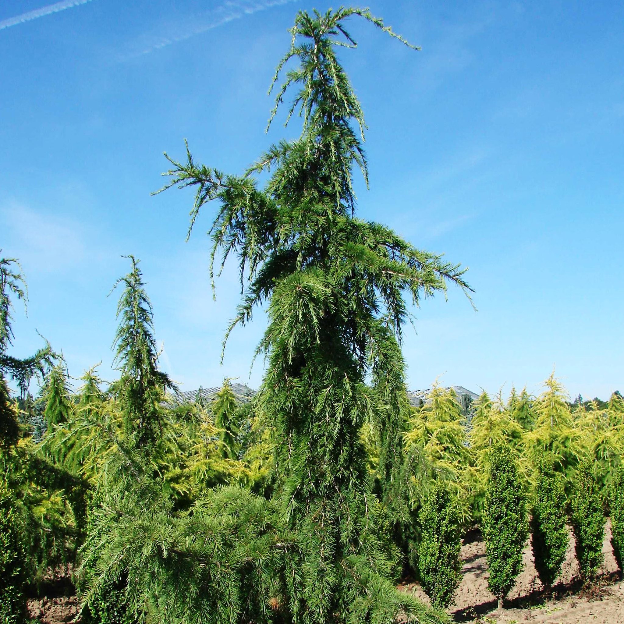Weeping Blue Lebanon Cedar For Sale Online | The Tree Center