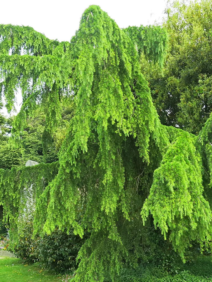 Karl Fuchs Himalayan Cedar For Sale Online | The Tree Center