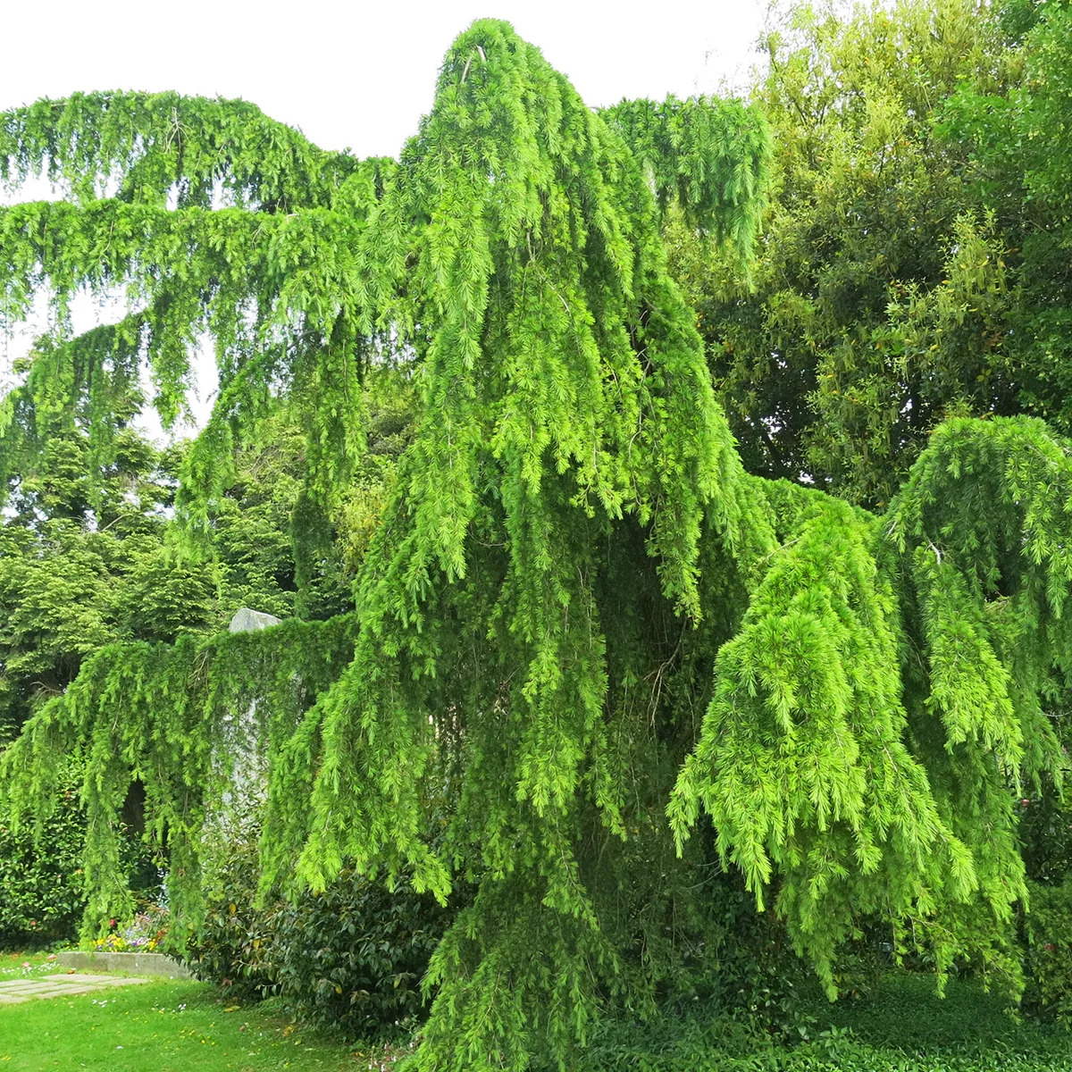 Weeping Deodar Cedar For Sale Online | The Tree Center