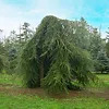 Weeping Deodar Cedar For Sale Online | The Tree Center