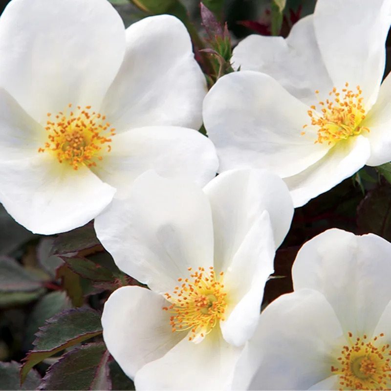 White Knock Out® Rose - Tree Form For Sale Online | The Tree Center