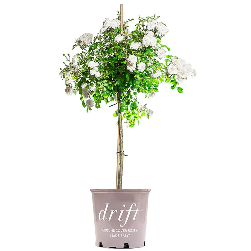 White Drift® Rose - Tree Form For Sale Online | The Tree Center