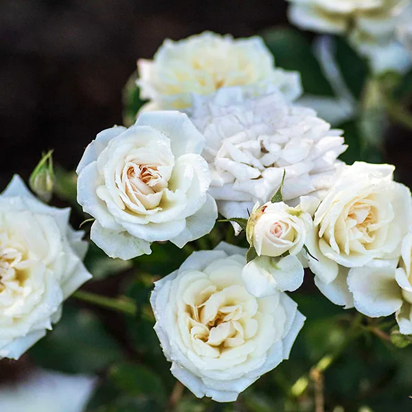 White Drift® Rose - Tree Form For Sale Online | The Tree Center