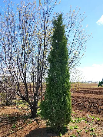 Woodward Columnar Juniper For Sale Online | The Tree Center