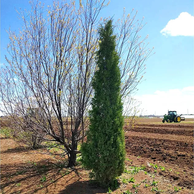 Woodward Columnar Juniper For Sale Online | The Tree Center