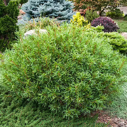 Mini Twists Eastern White Pine For Sale Online | The Tree Center