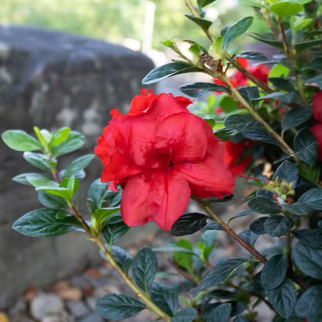 Ruby Starburst Encore Azalea For Sale Online | The Tree Center