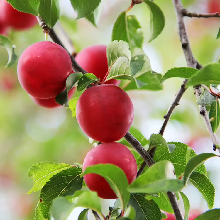 Au Rubrum Plum Tree For Sale Online | The Tree Center