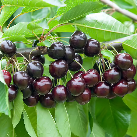 Bing Cherry Tree For Sale Online | The Tree Center