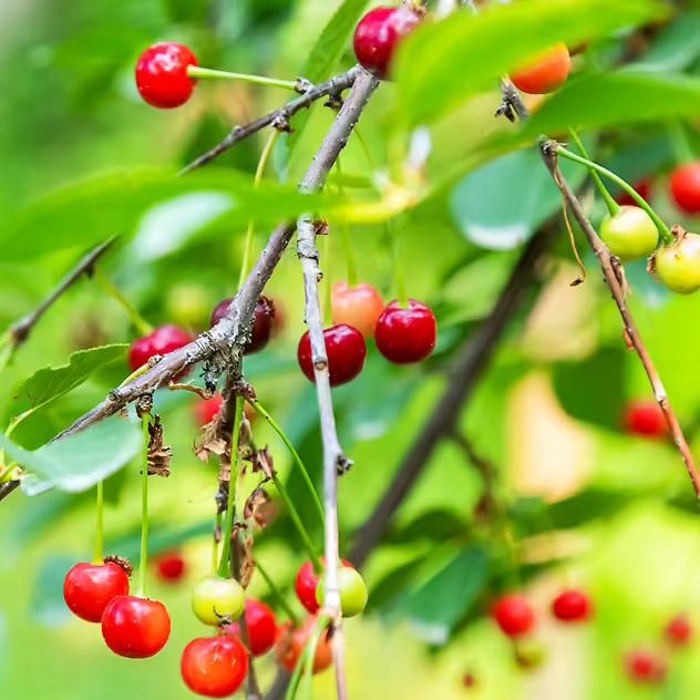 Bing Cherry Tree For Sale Online | The Tree Center