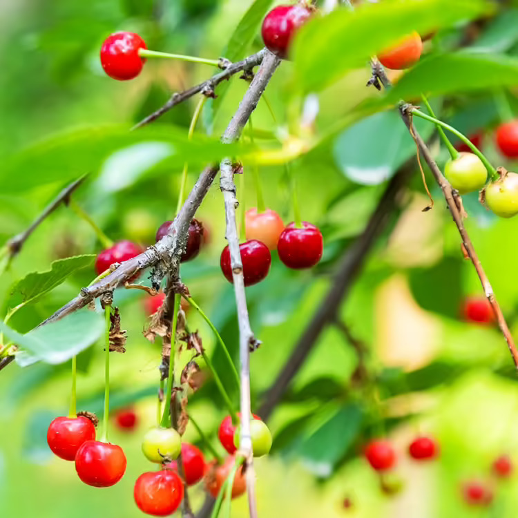 Bing Cherry Tree For Sale Online | The Tree Center