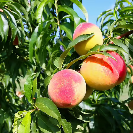 Bounty Peach Tree For Sale Online | The Tree Center