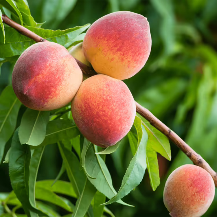 Crimson Princess Peach Tree For Sale Online | The Tree Center