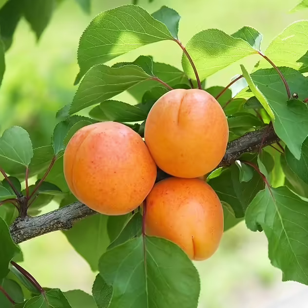 Harlayne Apricot Tree For Sale Online | The Tree Center