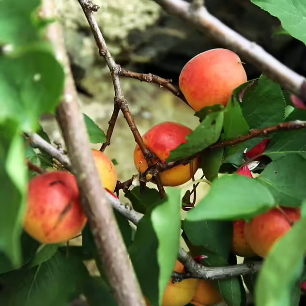 Harlayne Apricot Tree For Sale Online | The Tree Center