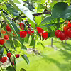 North Star Cherry Tree For Sale Online | The Tree Center