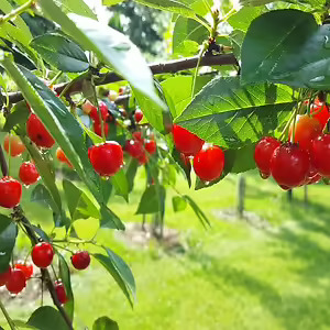 North Star Cherry Tree For Sale Online | The Tree Center