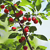 North Star Cherry Tree For Sale Online | The Tree Center