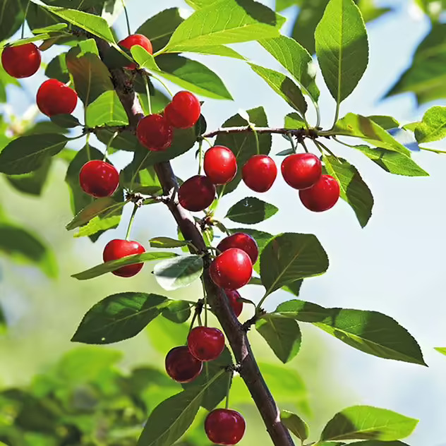 North Star Cherry Tree For Sale Online | The Tree Center
