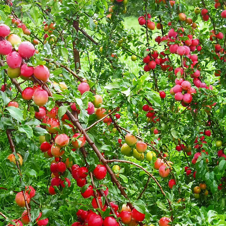 Red June Plum Tree For Sale Online | The Tree Center