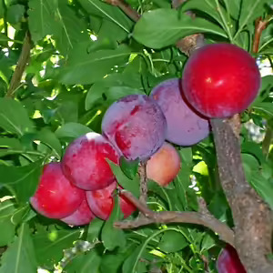 Red June Plum Tree For Sale Online | The Tree Center