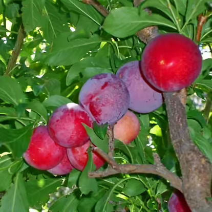 Red June Plum Tree For Sale Online | The Tree Center