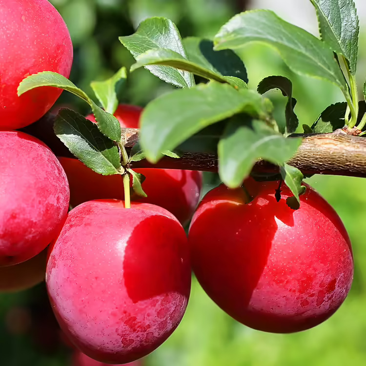 Ruby Sweet Plum Tree For Sale Online | The Tree Center
