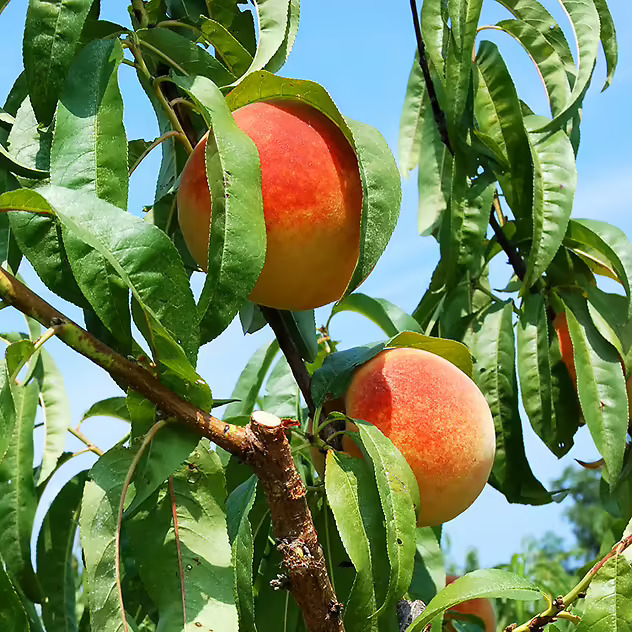 Ruston Red Peach Tree For Sale Online | The Tree Center