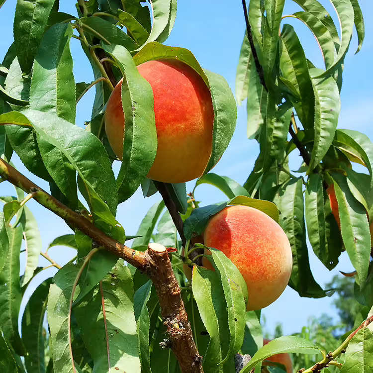 Ruston Red Peach Tree For Sale Online | The Tree Center