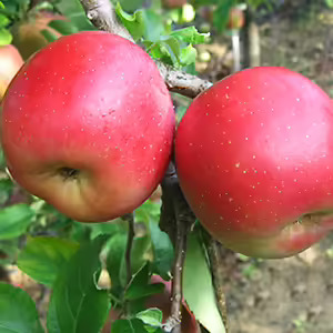 September Wonder Apple Tree For Sale | The Tree Center