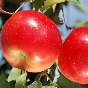 September Wonder Apple Tree For Sale | The Tree Center