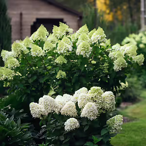 Skyfall Hydrangea For Sale Online | The Tree Center