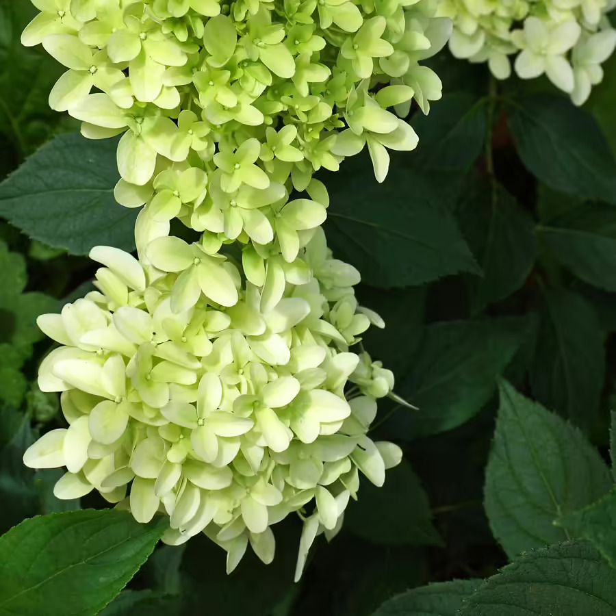 Skyfall Hydrangea For Sale Online | The Tree Center